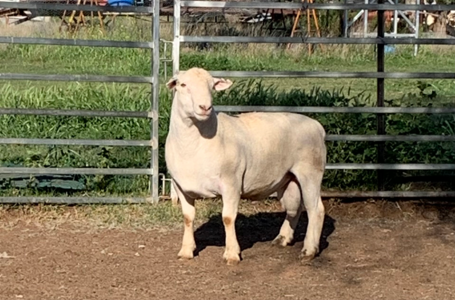 Lot 14 - 3D 231939 | AuctionsPlus