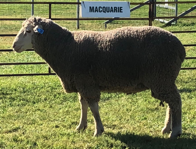 Lot 48 - Tag MD230405 | AuctionsPlus
