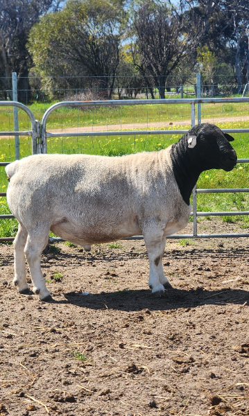 Lot 1 - Dalma 220102 | AuctionsPlus