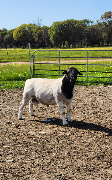 Lot 20 - Dalma 230019 | AuctionsPlus