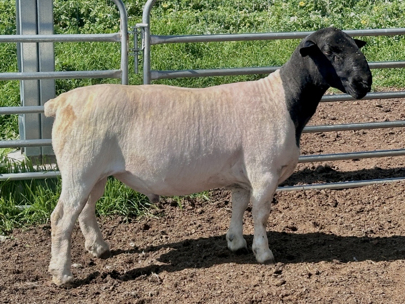 Lot 21 - Prieska 230053 | AuctionsPlus