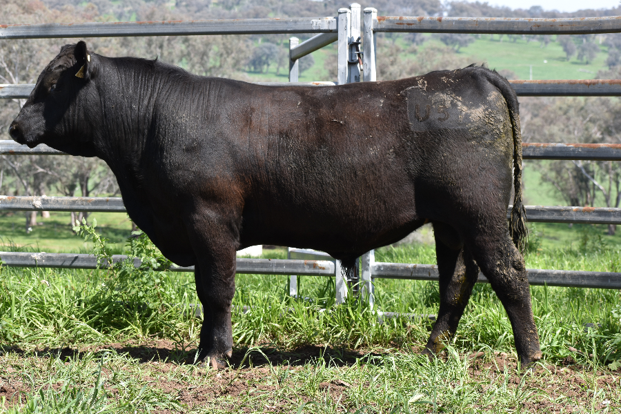 Lot 14 - YAMBA U57 | AuctionsPlus
