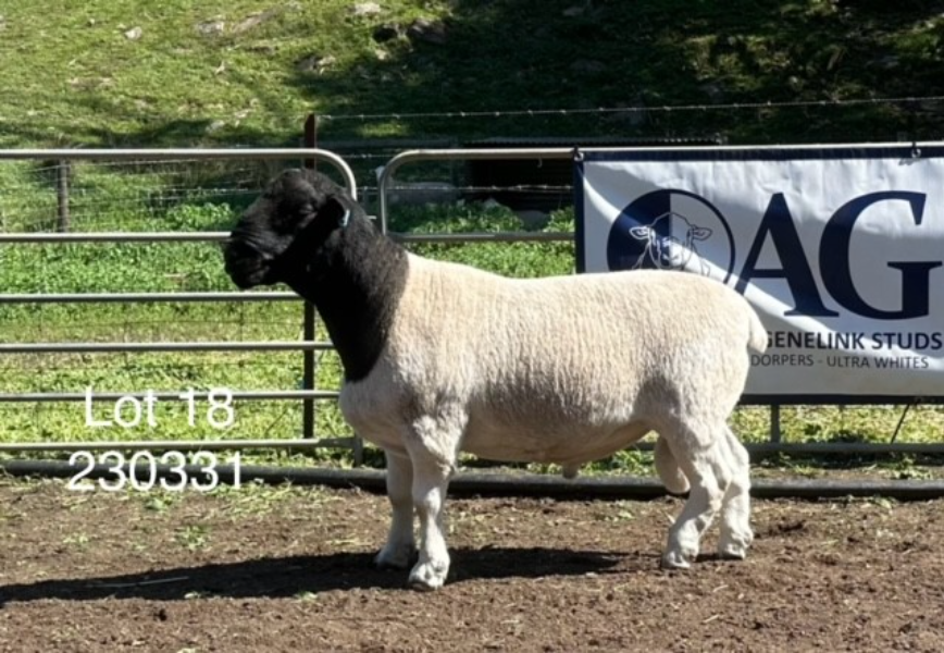 Lot 18 - GENELINK 230331 | AuctionsPlus