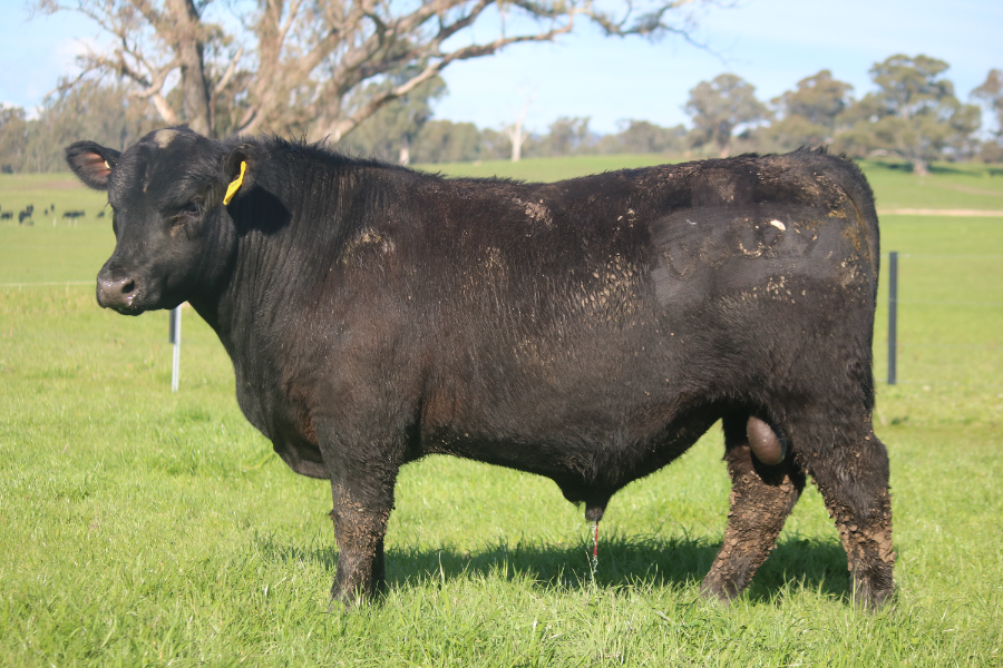 Lot 3 - LAWSONS KI TOP CUT U6029 | AuctionsPlus