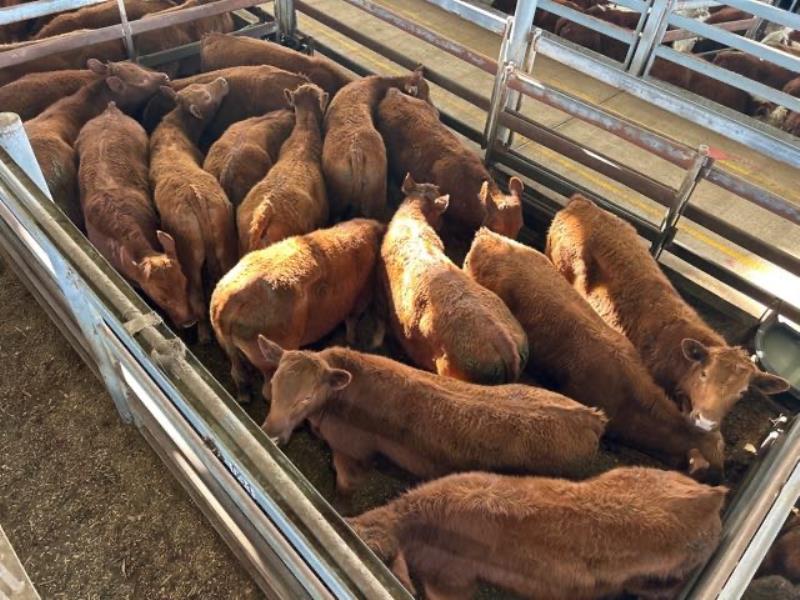 94/N - 16 Red Angus Steer 342.50kg (Total weight: 5480kg) | AuctionsPlus