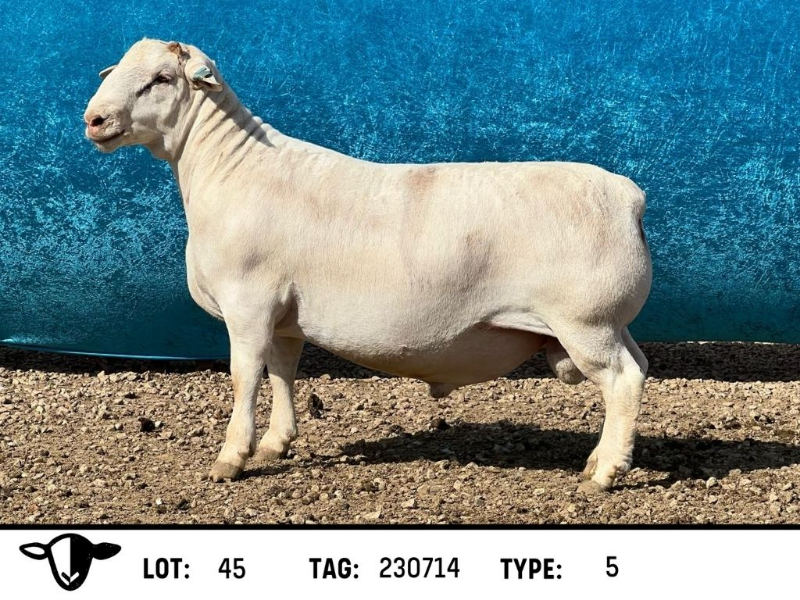 Lot 45 - Tag - 230714 | AuctionsPlus