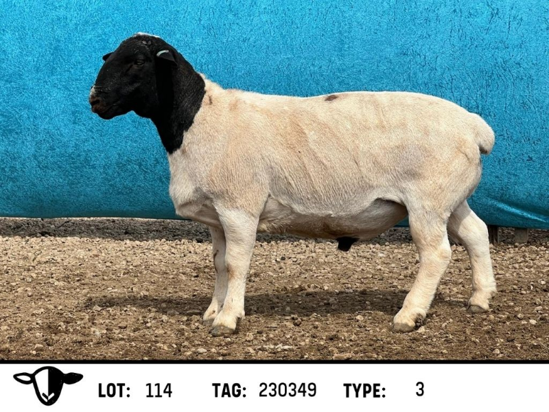 Lot 114 - Tag - 230349 | AuctionsPlus