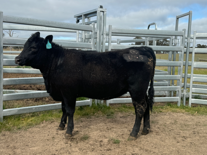 Lot 20 - TOOLLEEN LADY CHANTILLY U55 | AuctionsPlus