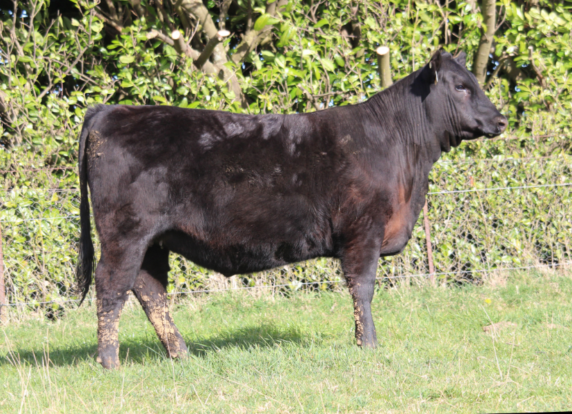 Lot 1 - SUMMIT MOONGARA U94 | AuctionsPlus