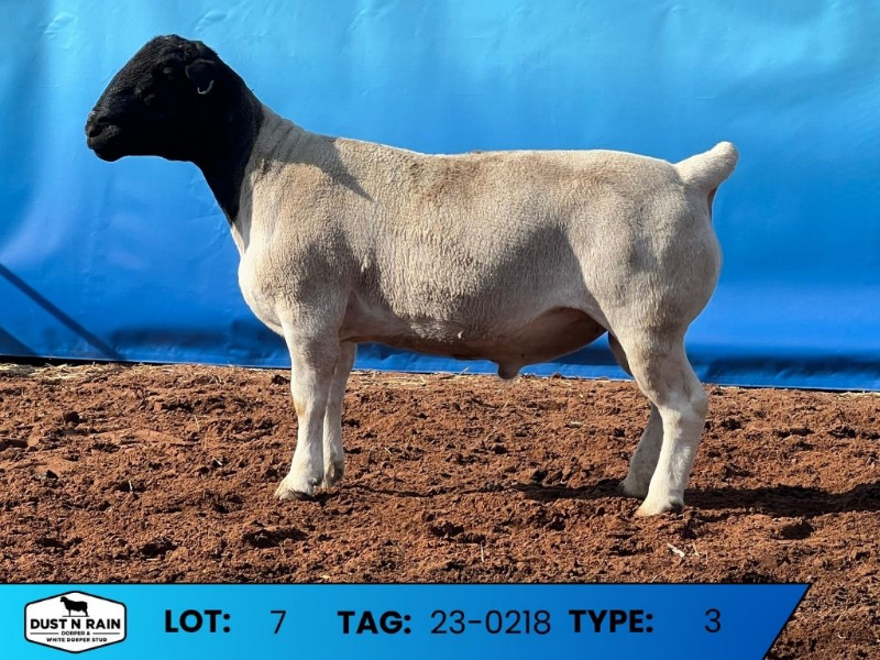 Lot 7 - TAG: 23-0218 | AuctionsPlus