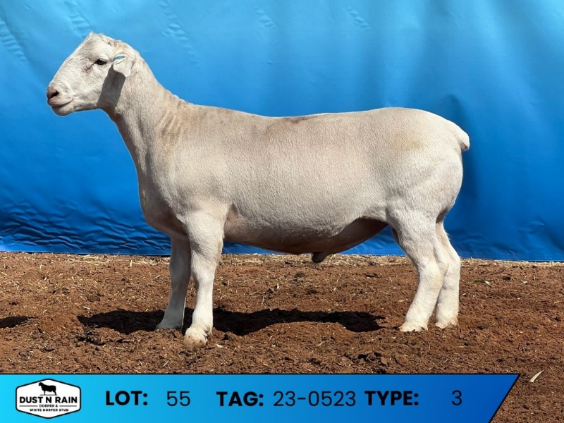Lot 55 - TAG: 23-0523 | AuctionsPlus