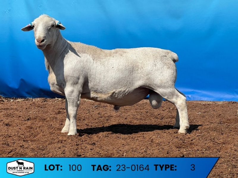 Lot 100 - TAG: 23-0164 | AuctionsPlus