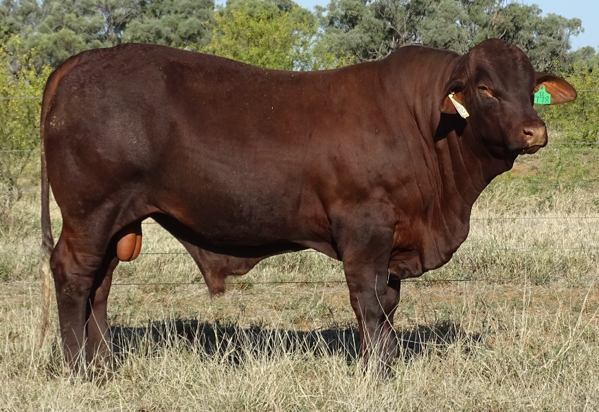 Lot 7 - STRATHMORE USEFUL U778 (PS) | AuctionsPlus