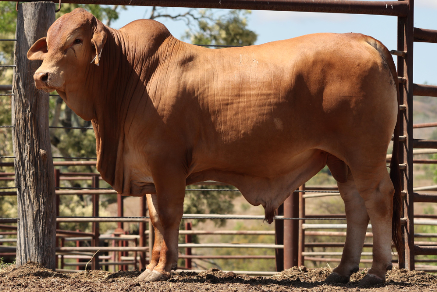 Lot 36 - KAJABBI 421 (P) | AuctionsPlus
