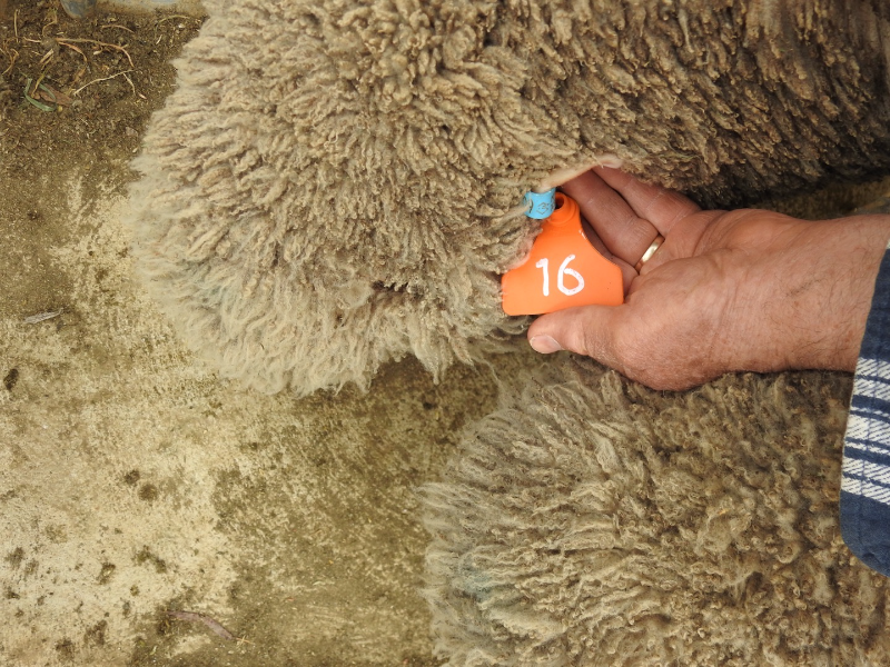 Lot 16 - Tag 9 | AuctionsPlus