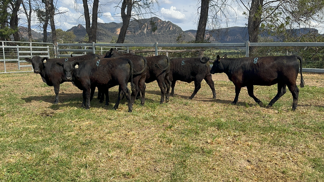 Lot 8A - 10 Unjoined Angus Heifers | AuctionsPlus