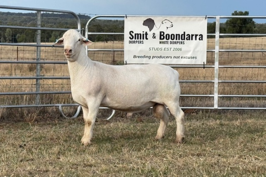 Lot 40 - Tag-230601 | AuctionsPlus