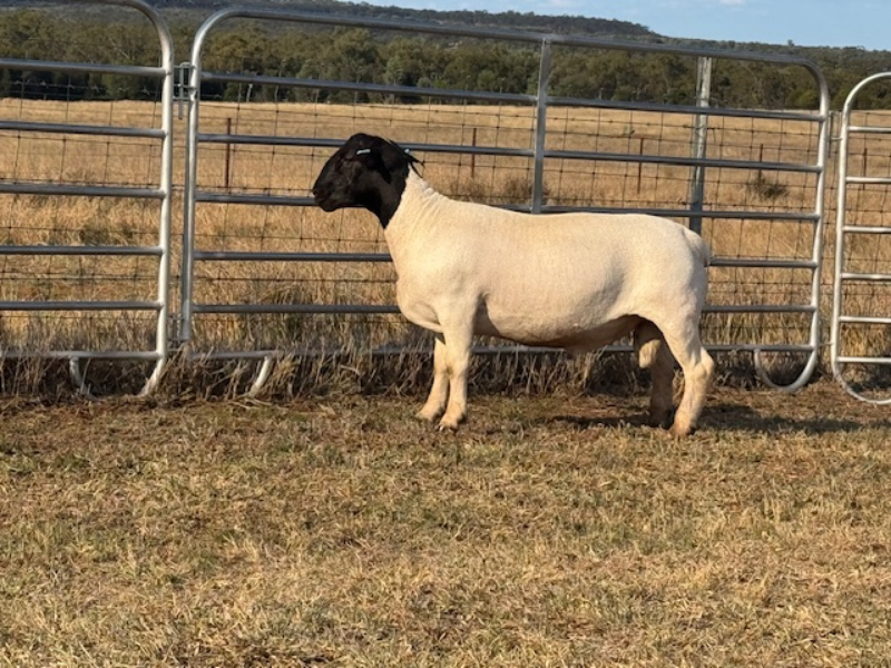 Lot 48 - Tag-230402 | AuctionsPlus
