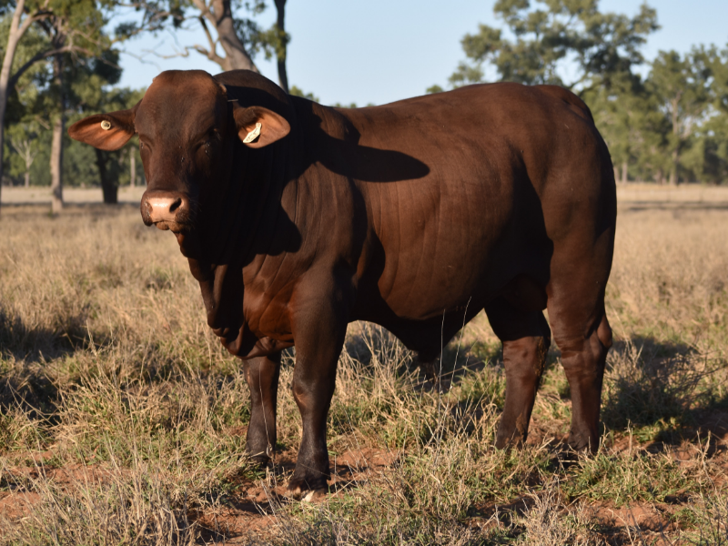 Lot 12 - DRENSMAINE LANSBOROUGH | AuctionsPlus