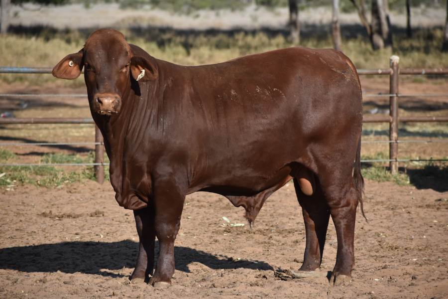 Lot 19 - DRENSMAINE LISMORE | AuctionsPlus