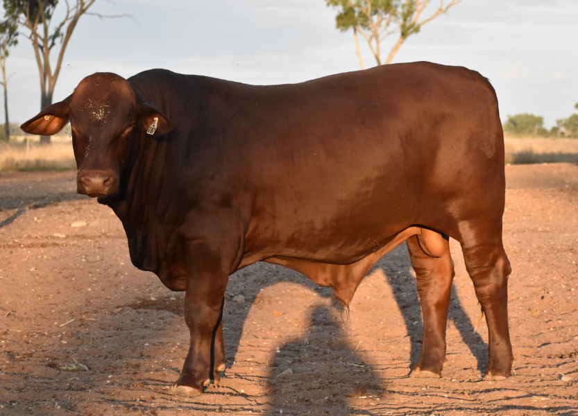 Lot 23 - DRENSMAINE LINCOLN (P) | AuctionsPlus