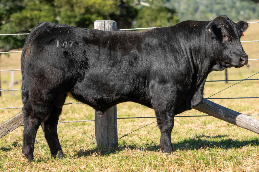 Lot 53 - 20x Semen Straws - BJF WARRIOR (PP B AA) | AuctionsPlus