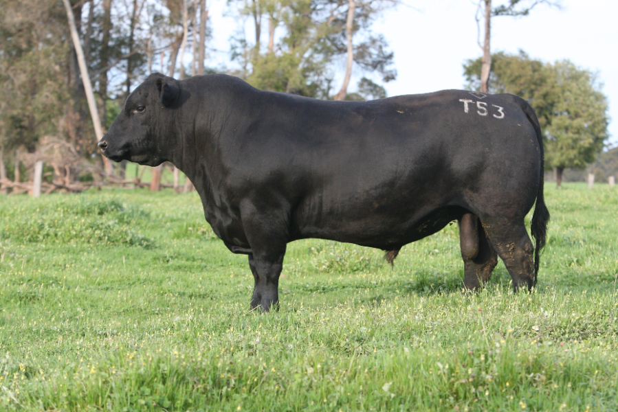 Lot 1 - GANDY PARATROOPER T53 | AuctionsPlus