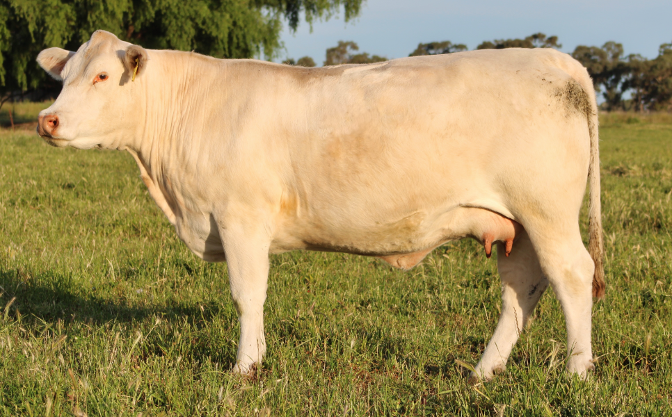 Lot 11 - ALLEDNAW DAPPO S51 (PP) | AuctionsPlus