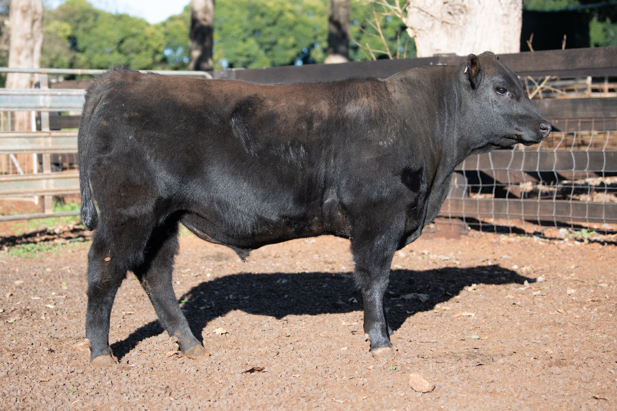 Lot 763 - TANDARA POWERPOINT U30 | AuctionsPlus