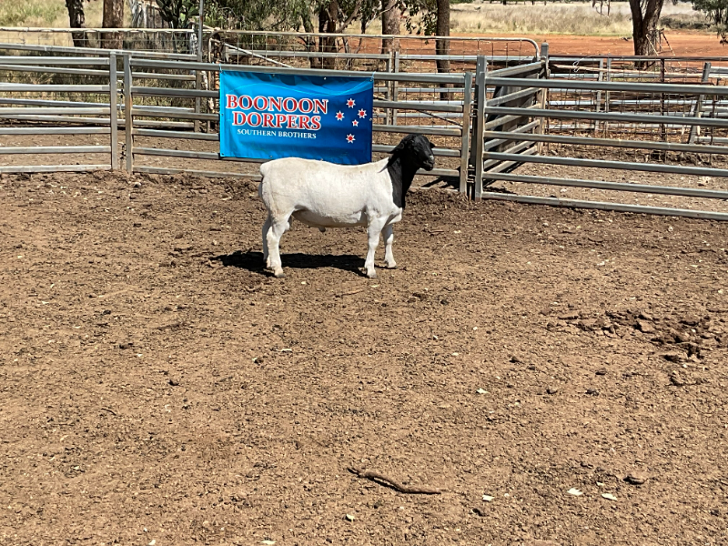 Lot 45 - Tag 230267 | AuctionsPlus