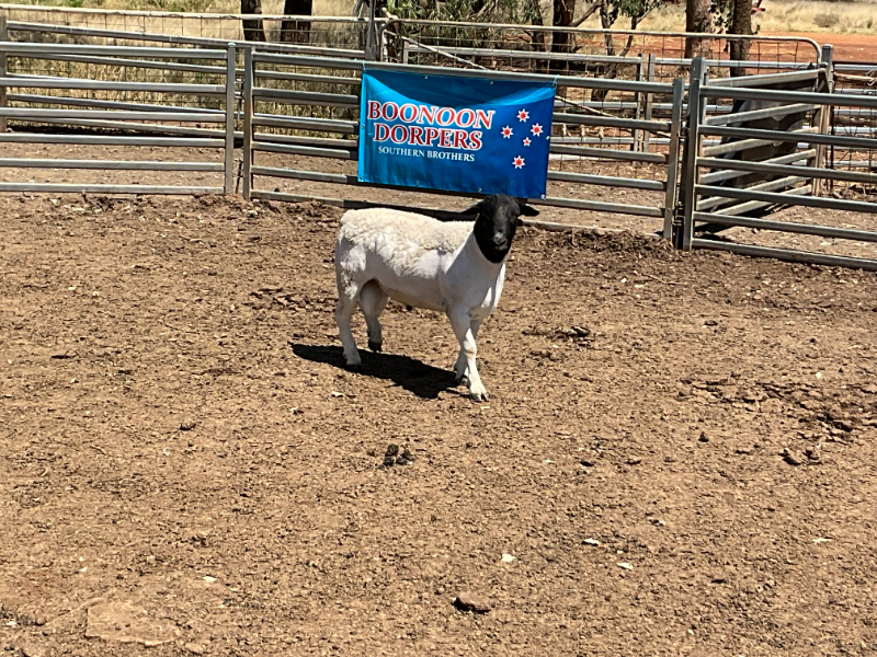 Lot 33 - Tag 230237 | AuctionsPlus