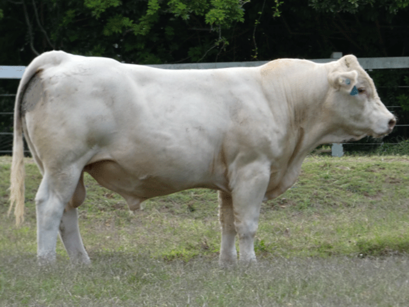 Lot 14 - KANDANGA VALLEY TACTICIAN | AuctionsPlus