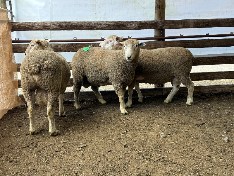 Lot 48 - Tag-230053 | AuctionsPlus