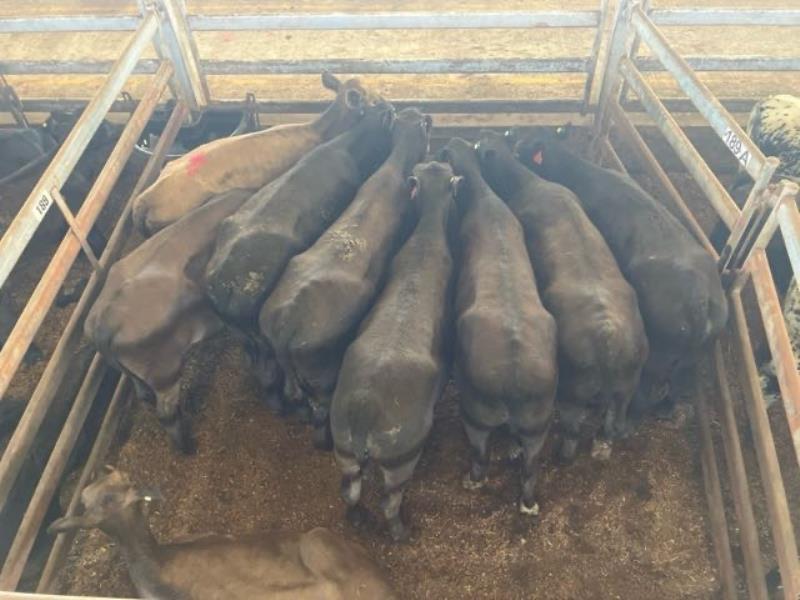 Pen 189A-N - 8 Murray Grey X Heifer 325.60kg (Total weight: 2605kg ...