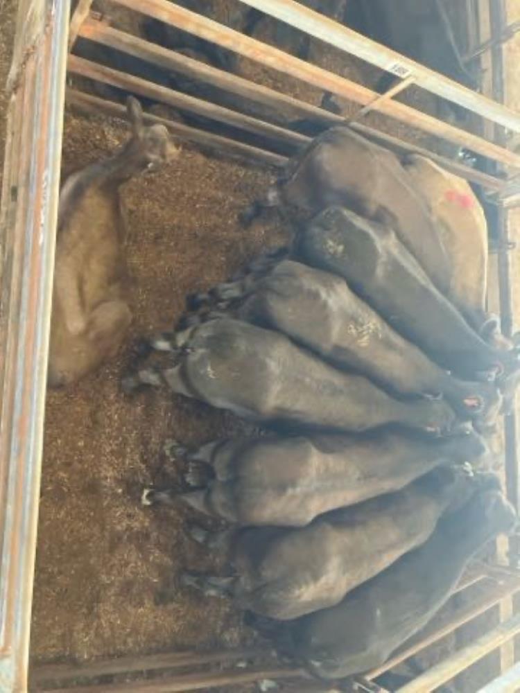 Pen 189A-L - 2 Murray Grey X Heifer 282.50kg (Total weight: 565kg ...