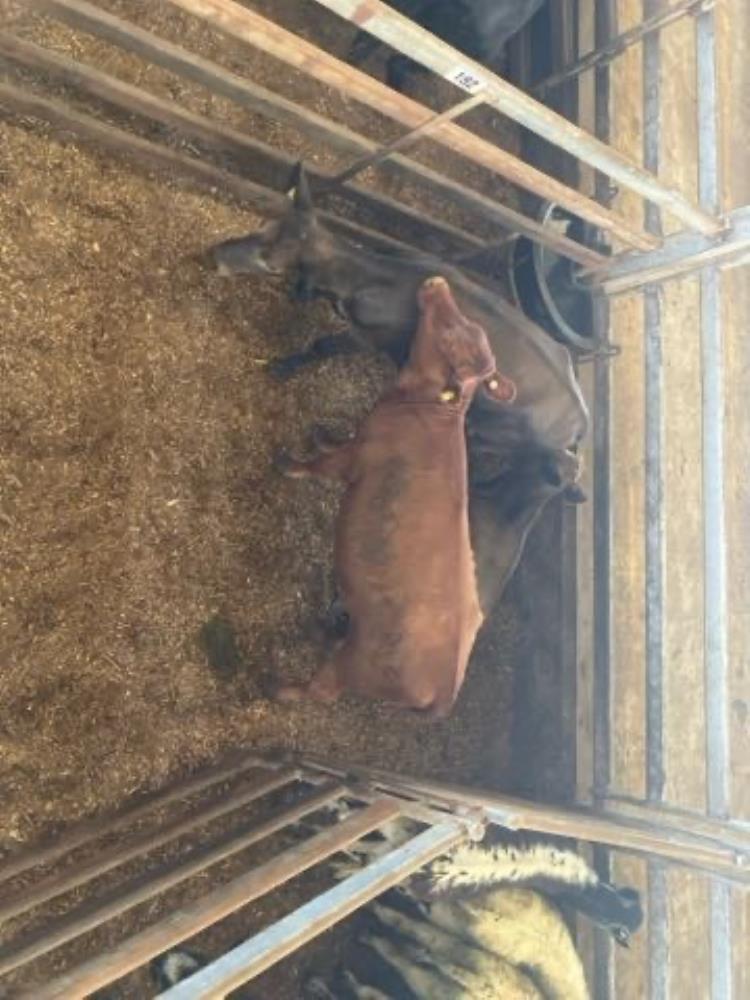 Pen 189A-M - 3 Murray Grey X Heifer 278.30kg (Total weight: 835kg ...