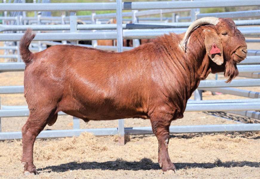 Lot 27 - Rangeland Red Buck 2015 'Rocco' | AuctionsPlus