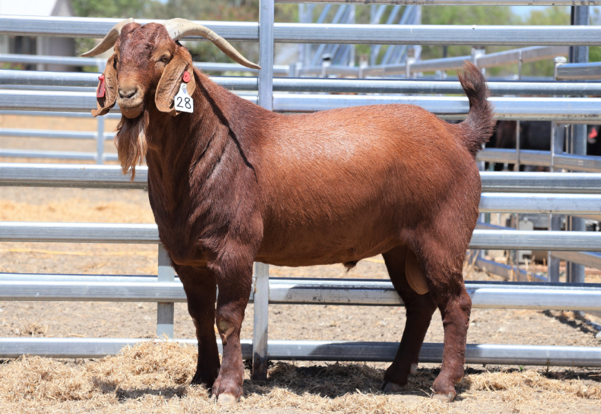 Lot 28 - Rangeland Red Buck 2072 | AuctionsPlus