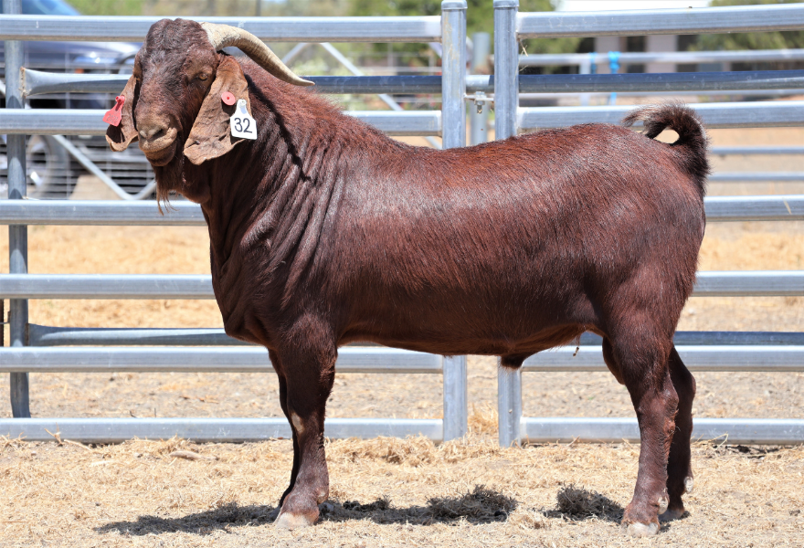 Lot 32 - Rangeland Red Buck 2020 | AuctionsPlus