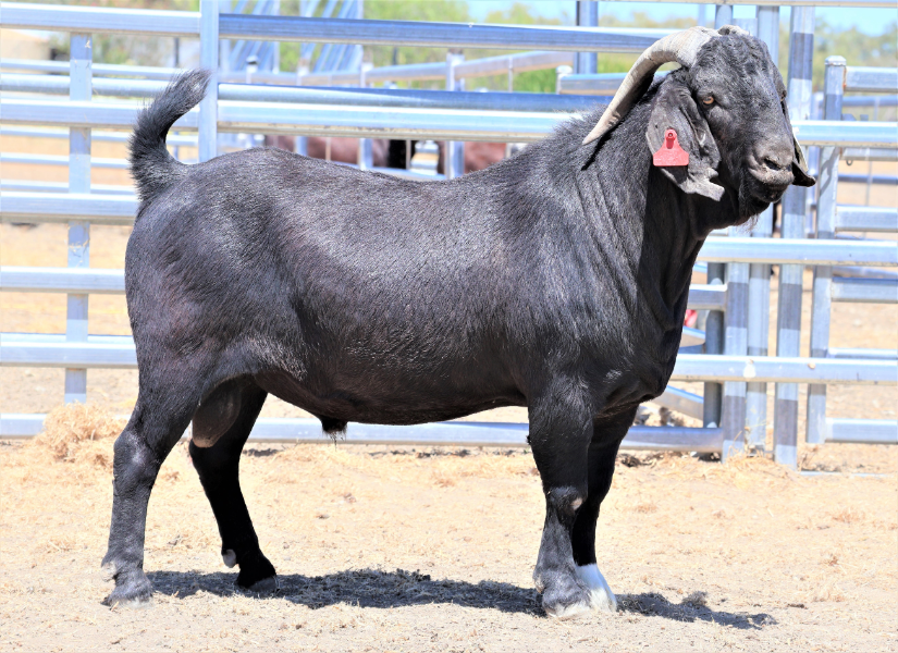 Lot 50 - Rangeland Red Buck 2069 | AuctionsPlus