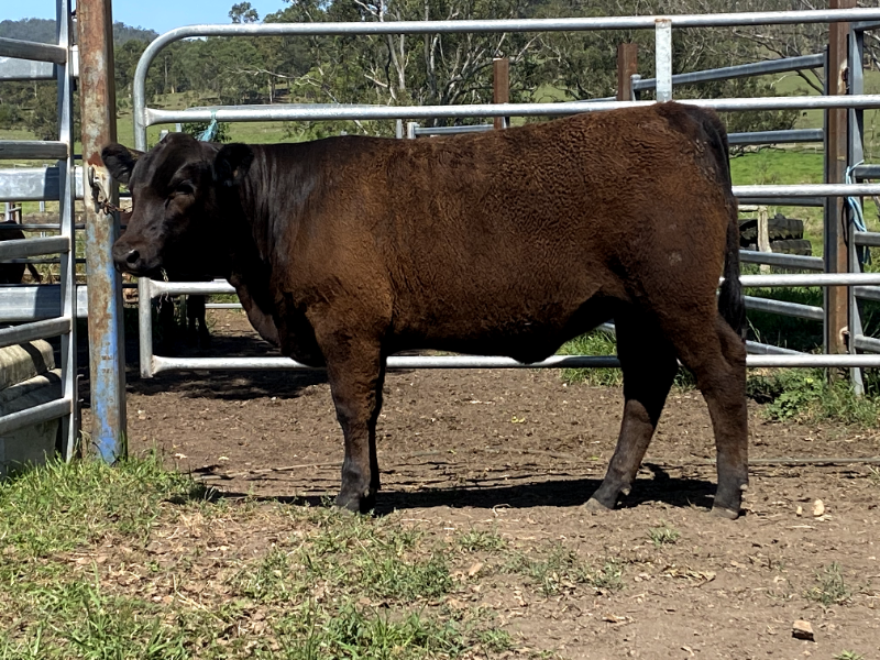 Lot 25 - Limflex V26, Limousin x Angus | AuctionsPlus