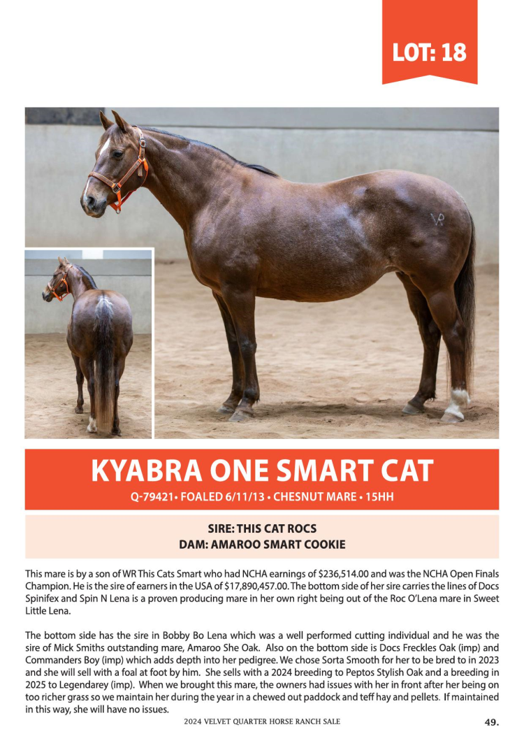 Lot 18 - Kyabra One Smart Cat | AuctionsPlus