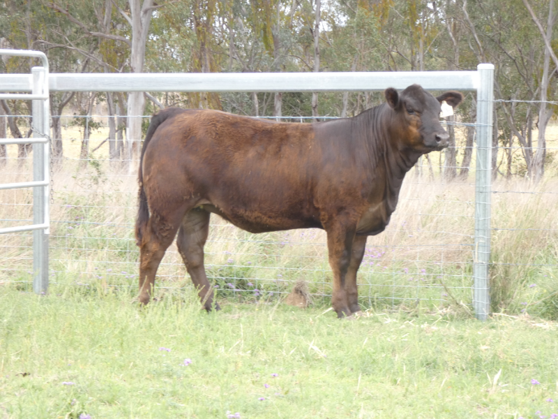 Lot 7 - Benjarra Uno U76 (PP B AA) | AuctionsPlus