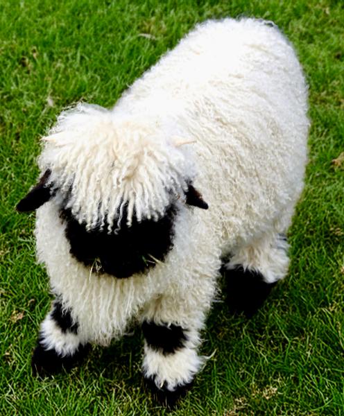 Lot 678 - No Eye Deer Farm | AuctionsPlus