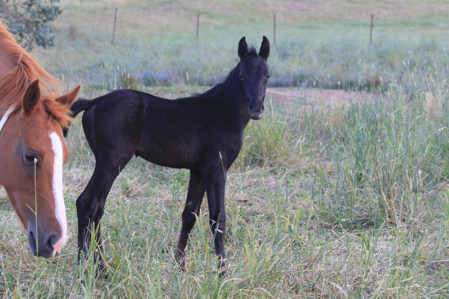 Lot 2 - Berragoon Goulding | AuctionsPlus