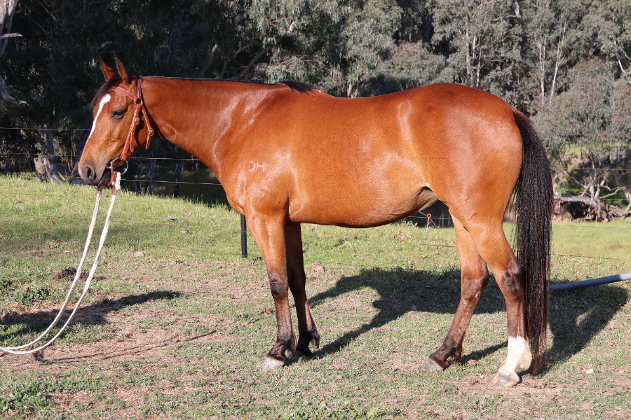 Lot 61 - Glenlock Valley Avril | AuctionsPlus
