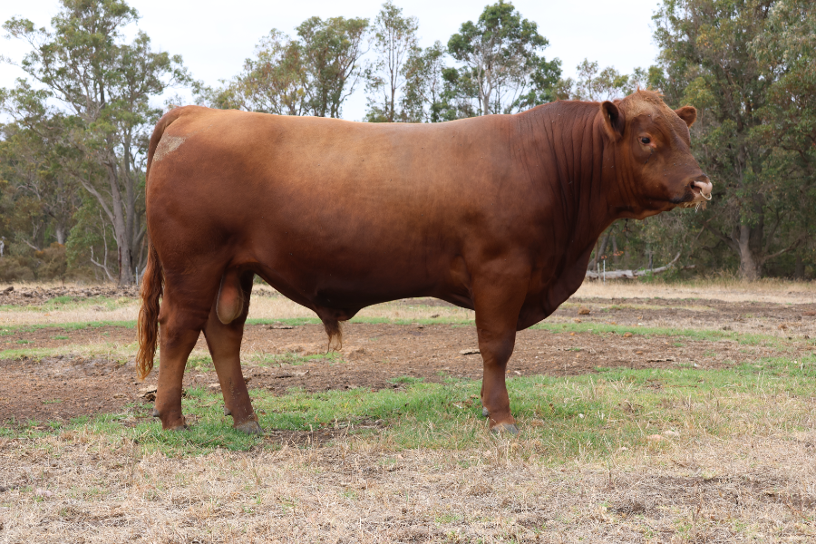 Lot 30 - WESTERN R.B. ANGUS RED TUSCAN DUST U01 | AuctionsPlus
