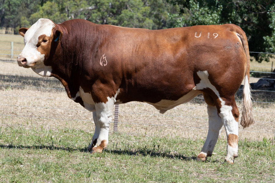 Lot 1 - GRANGEBURN UNION JACK (P)(AI) | AuctionsPlus