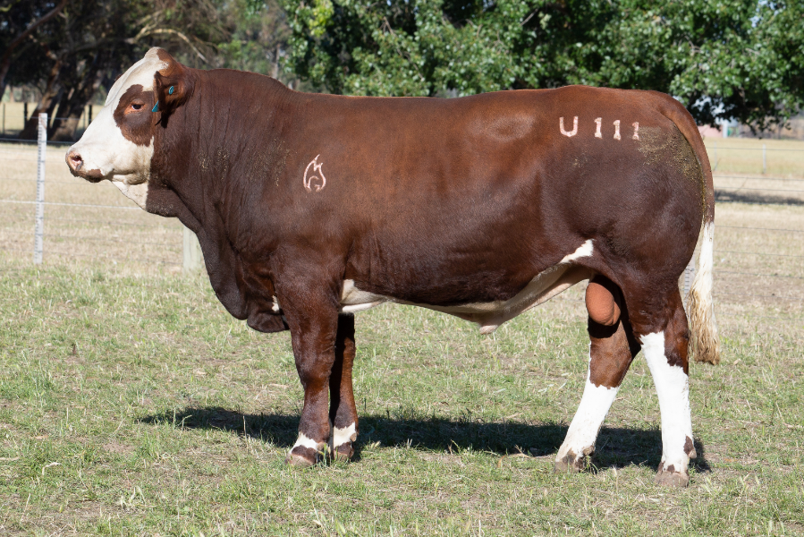 Lot 15 - GRANGEBURN USHER (P)(ET) | AuctionsPlus