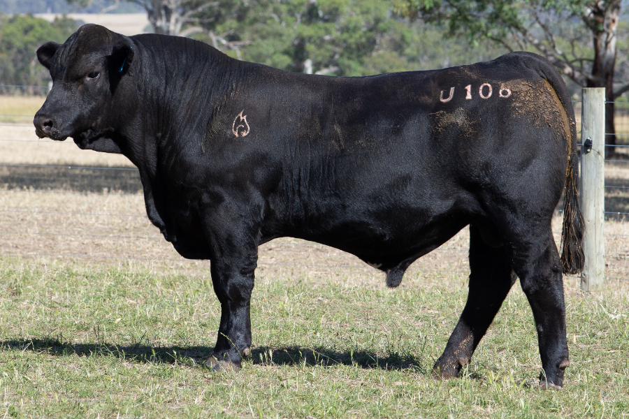 Lot 16 - GRANGEBURN UDA BEAST (PP)(AI) | AuctionsPlus